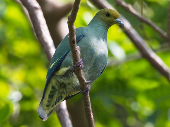 Tanna Fruit-Dove - Ptilinopus tannensis - Birds of the World