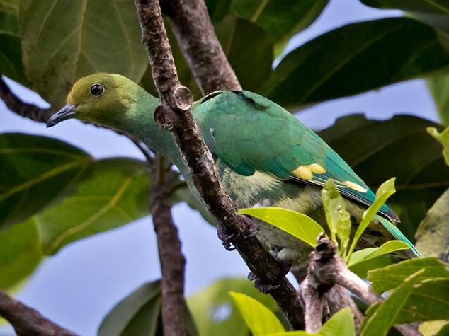 Tanna Fruit-Dove - eBird