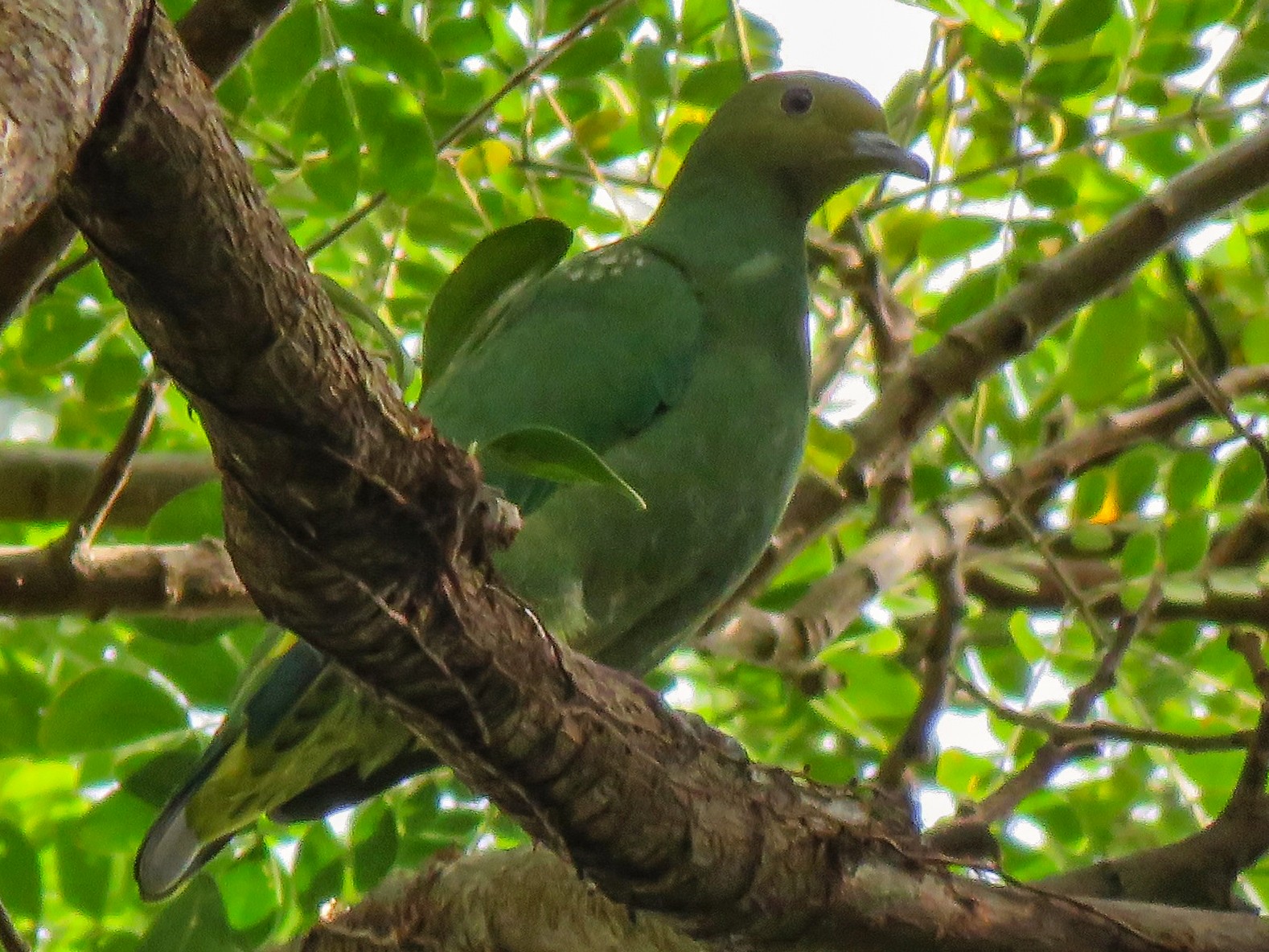Tanna Fruit-Dove - eBird