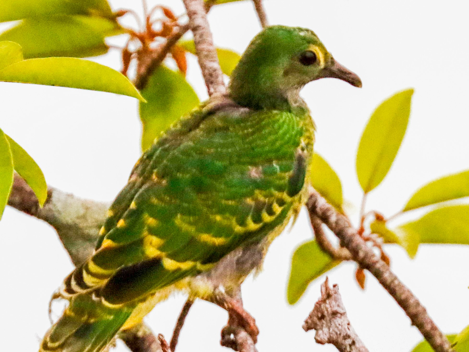 Tanna Fruit-Dove - eBird