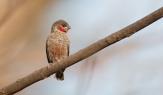 Cut-throat - Amadina fasciata - Birds of the World