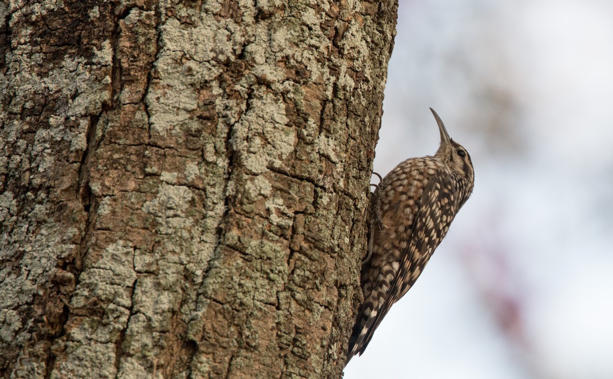 African Spotted Creeper - Salpornis salvadori - Birds of the World