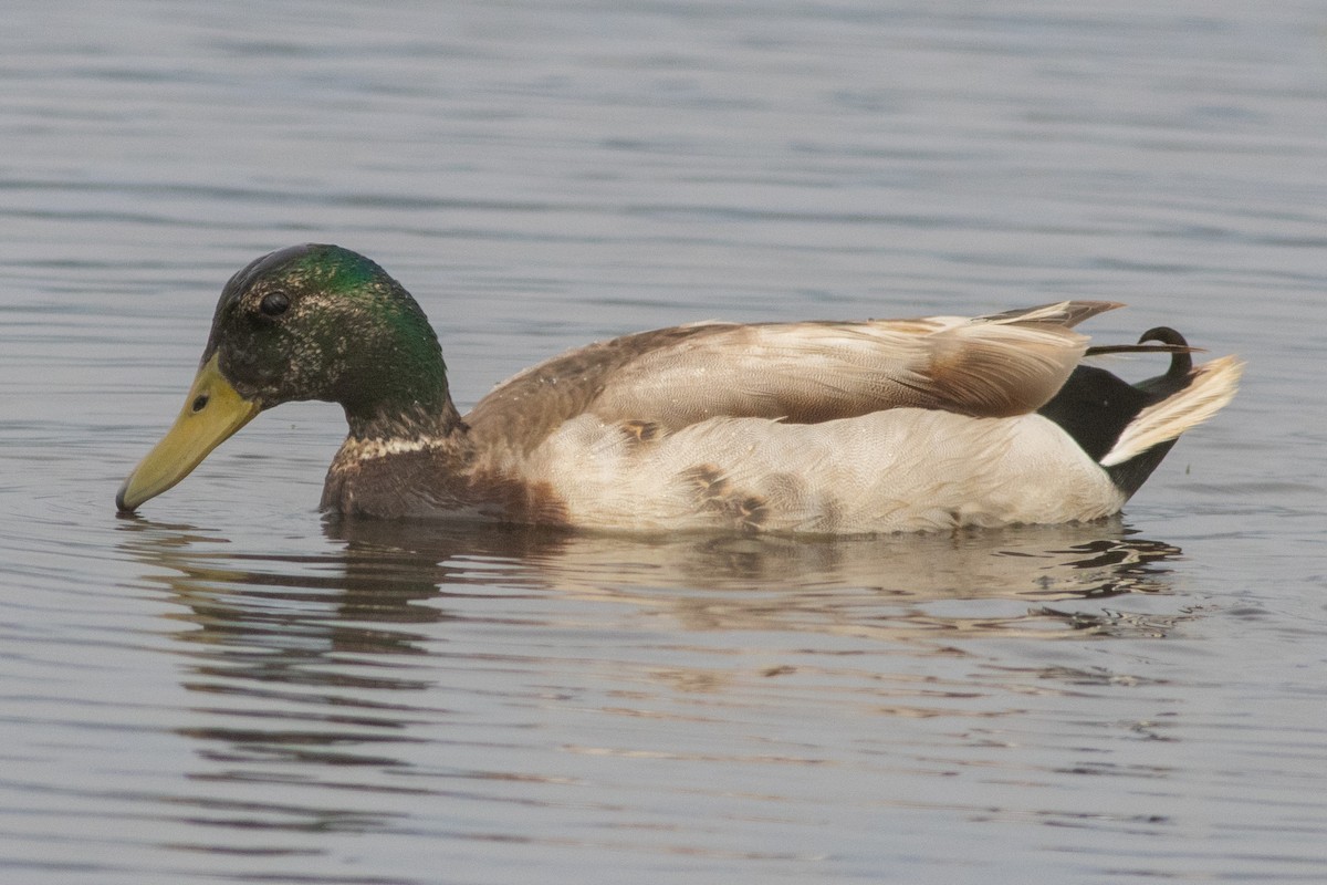 eBird Checklist - 12 May 2021 - Arcata Bottoms--V St. Loop - 21 species