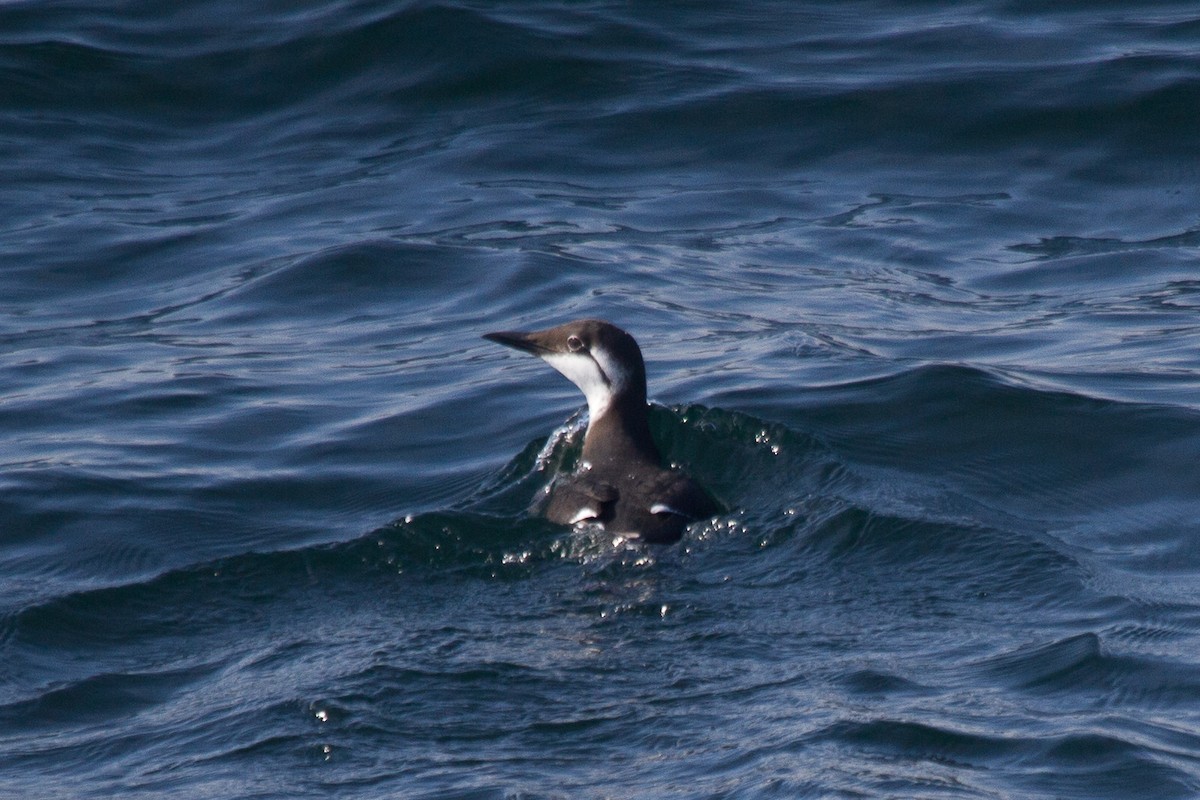 eBird Checklist - 7 Feb 2016 - BBC Pelagic 7 Feb 2016--leg 6 (w of ...