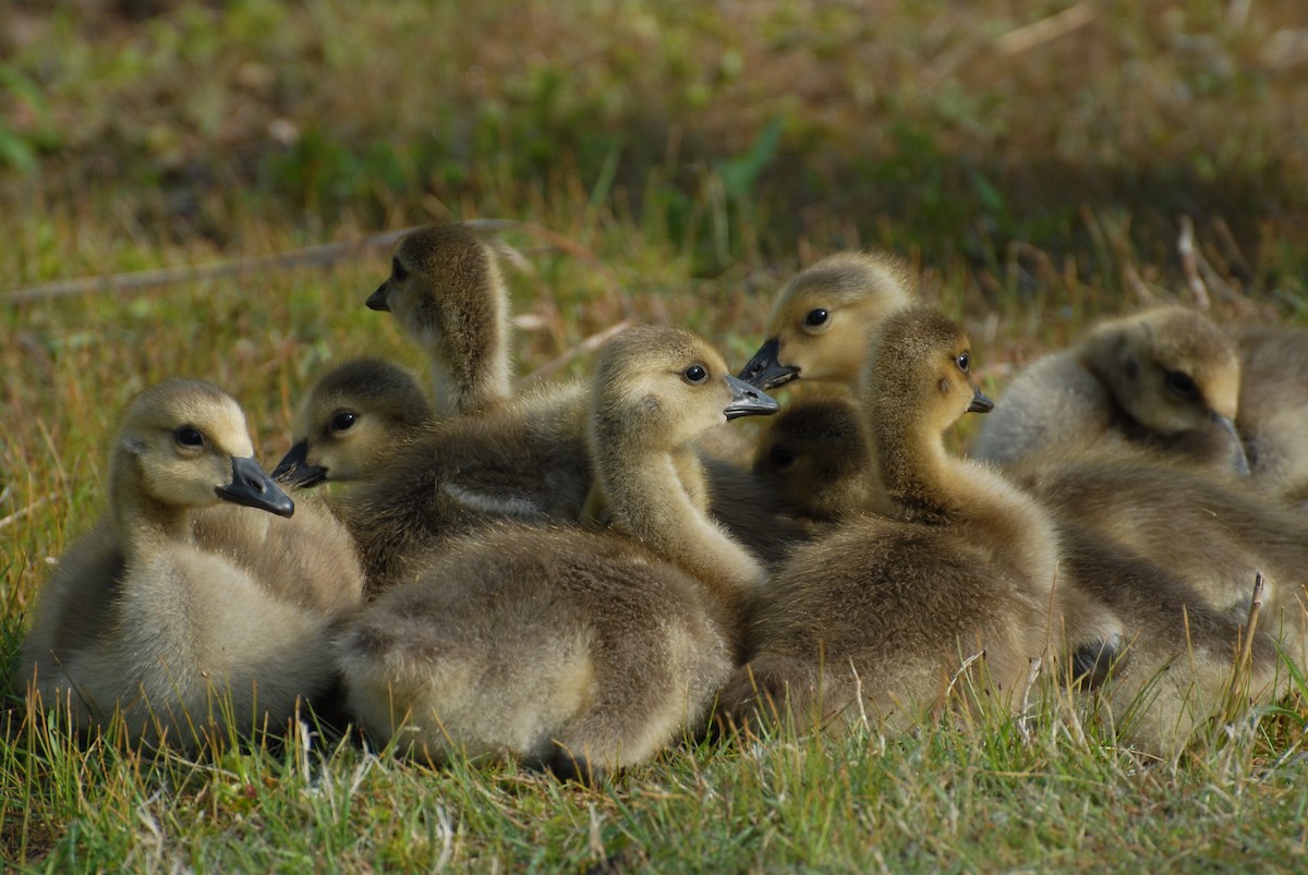 eBird Checklist - 15 May 2021 - Chippewa Nature Center - 61 species