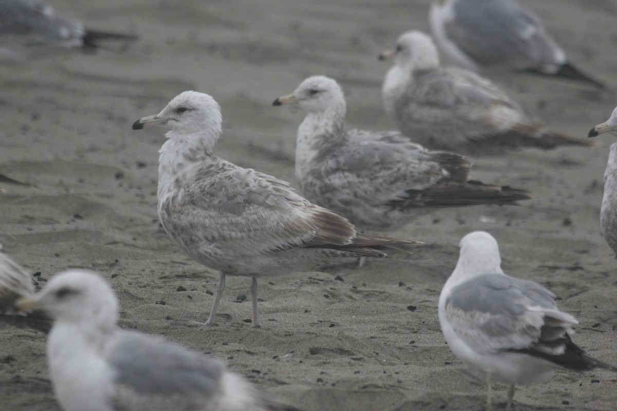 eBird Checklist - 16 May 2021 - Ocean Beach Gull flocks - 18 species ...