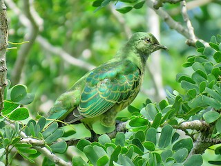 Mariana Fruit-Dove - eBird