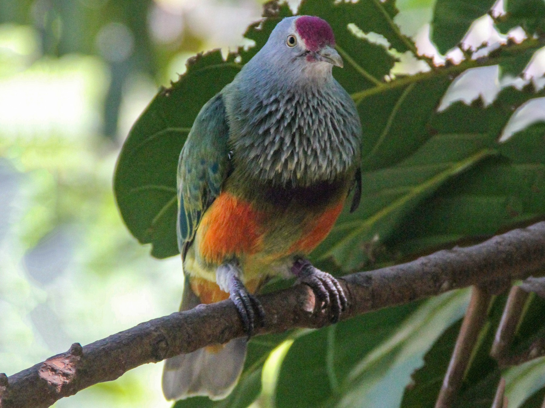 Mariana Fruit Dove