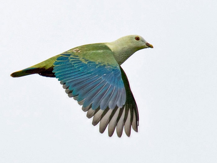Silver-capped Fruit-Dove - eBird