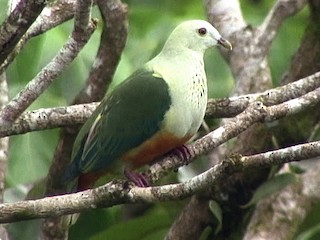 Silver-capped Fruit-Dove - eBird