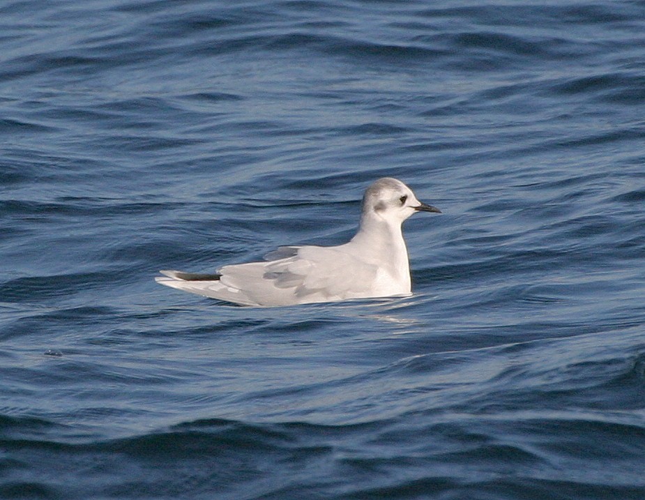 eBird Checklist - 11 Feb 2007 - GA pelagic offshore waters; 12Feb2005 ...