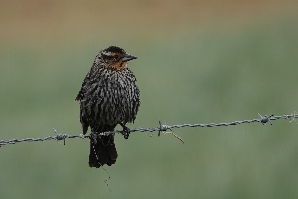 eBird Checklist - 25 Apr 2021 - Silver Lake - 13 species