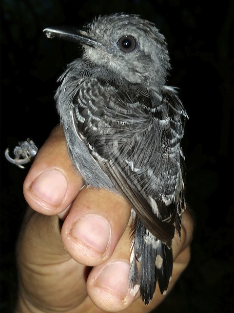 Photos - Xingu Scale-backed Antbird - Willisornis vidua - Birds of the ...
