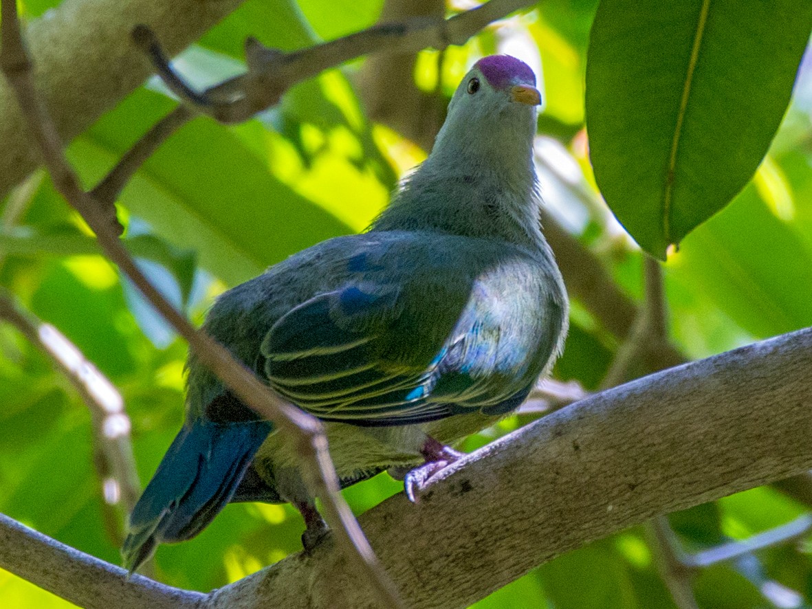 Makatea Fruit-Dove - eBird