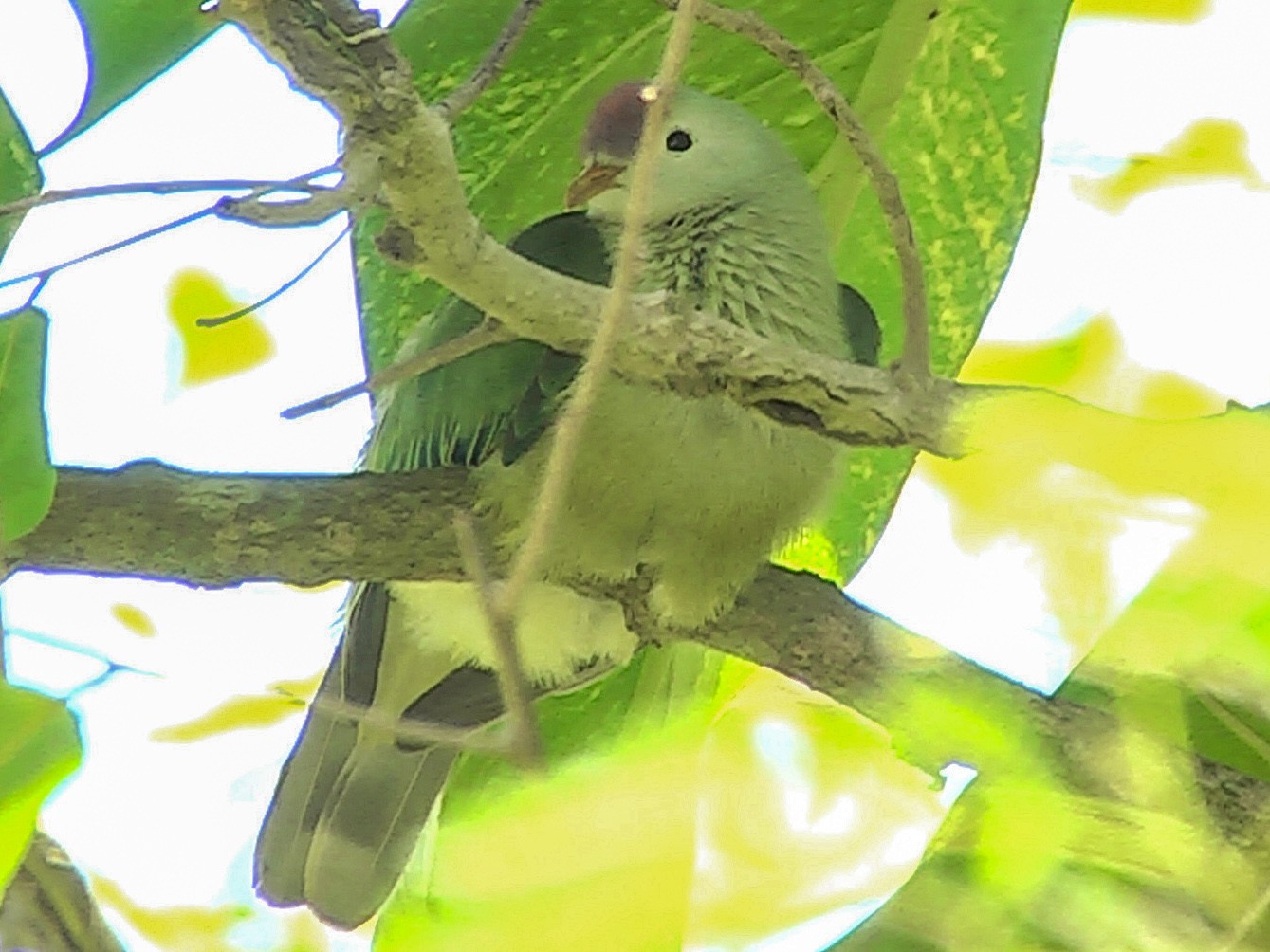 Makatea Fruit-Dove - eBird