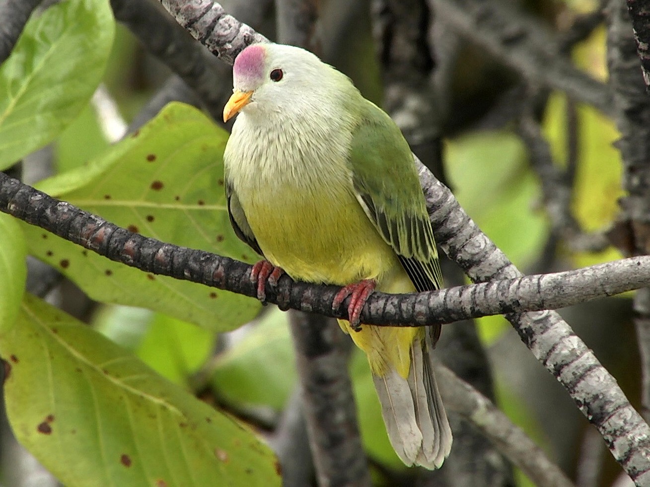 Atoll Fruit-Dove - eBird