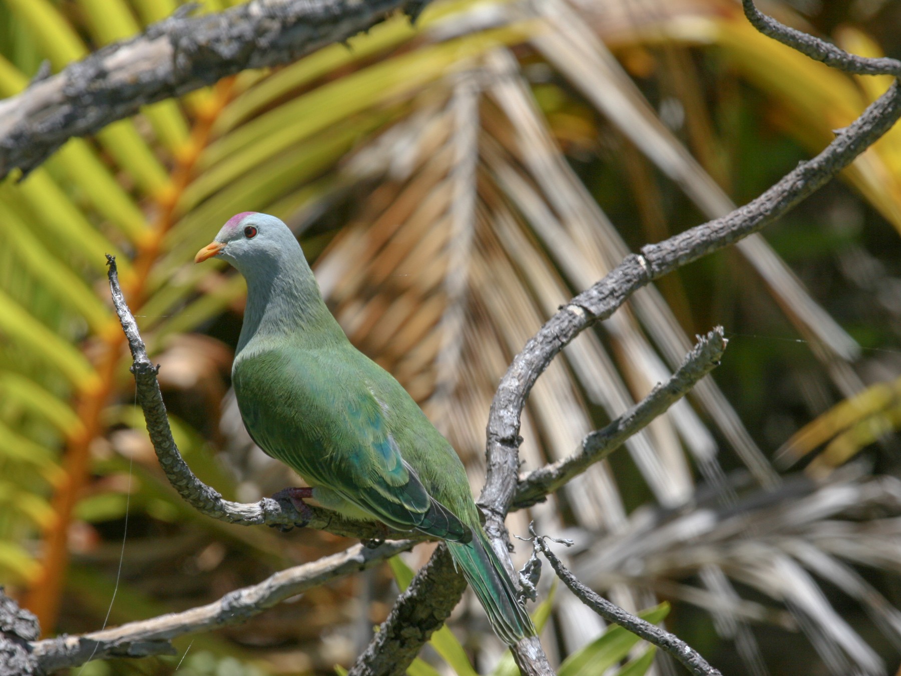 Atoll Fruit-Dove - eBird
