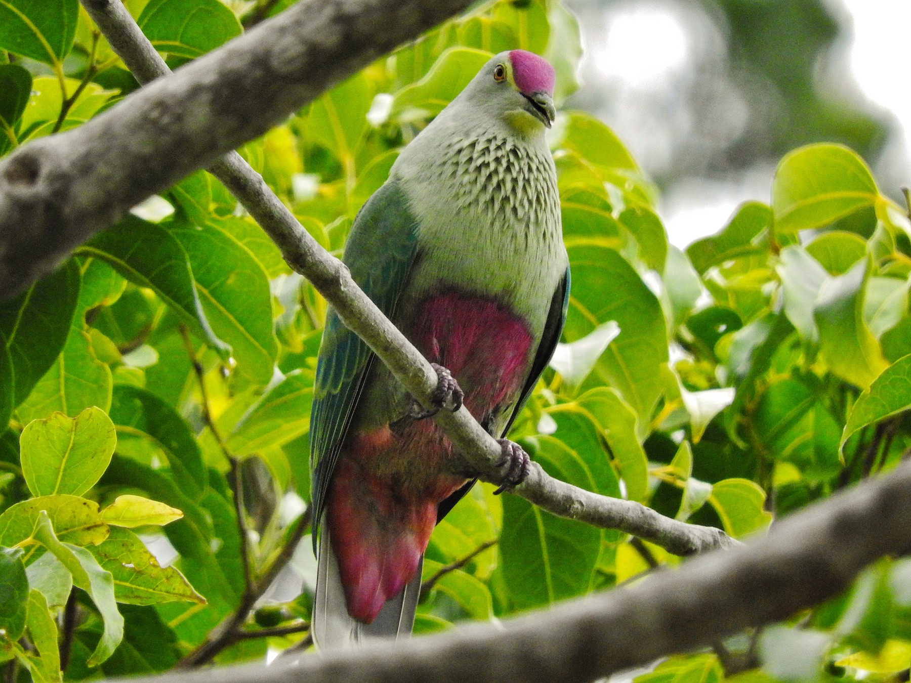 Red-bellied Fruit-Dove - eBird