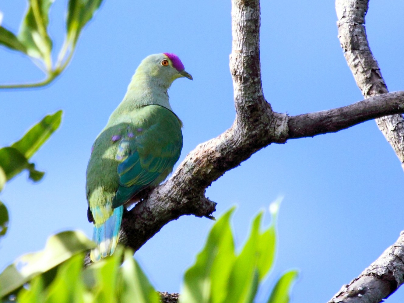 Red-bellied Fruit-Dove - eBird