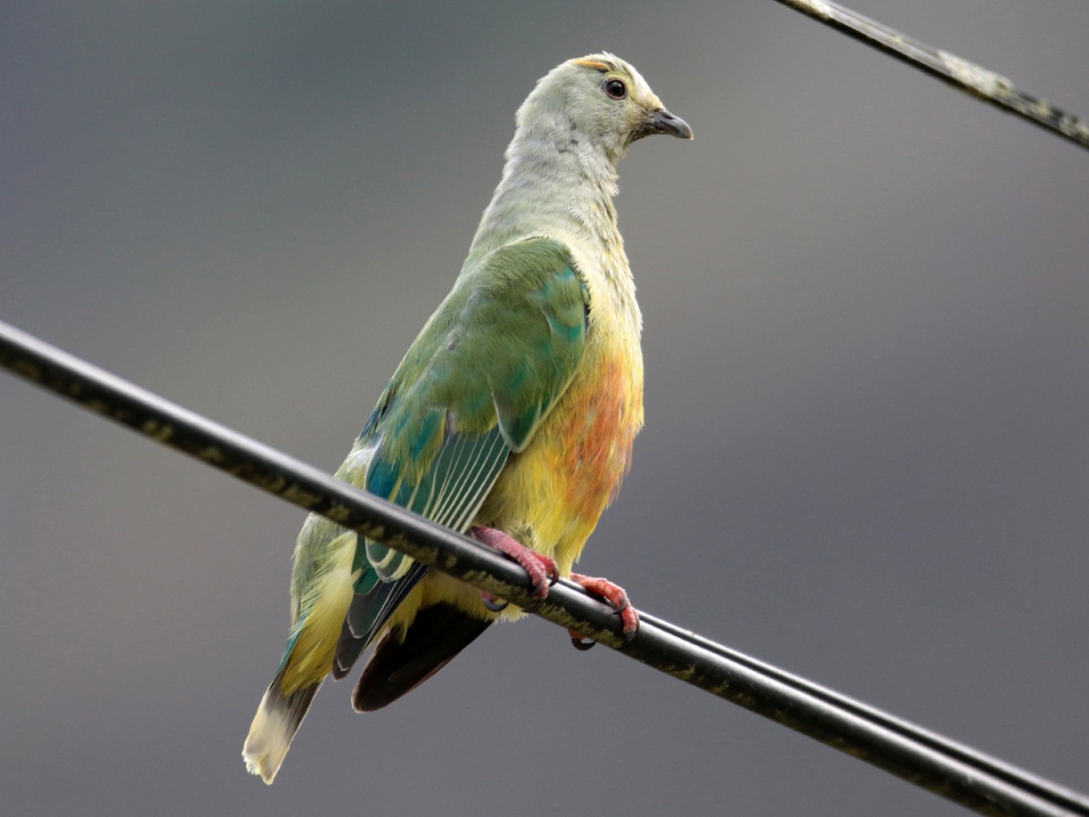 White-capped Fruit-Dove - eBird
