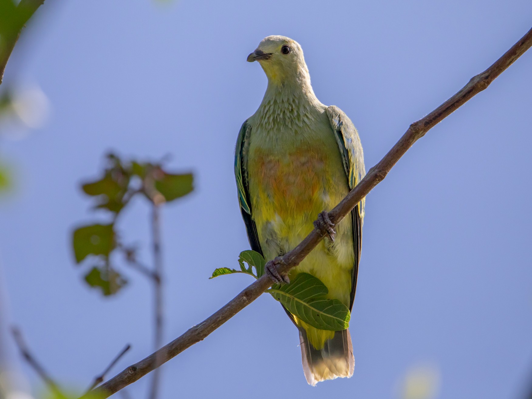 White-capped Fruit-Dove - eBird