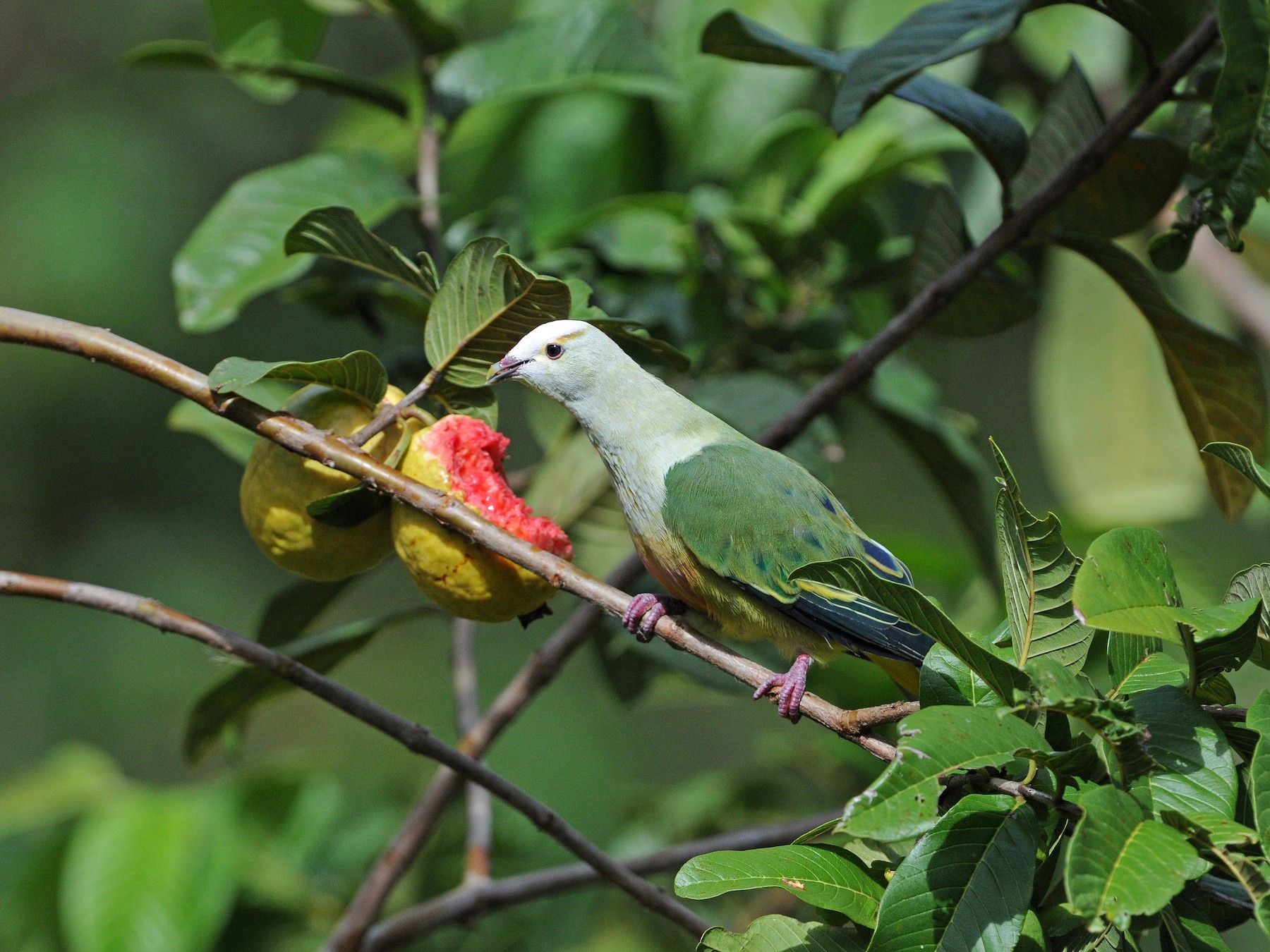 White-capped Fruit-Dove - eBird