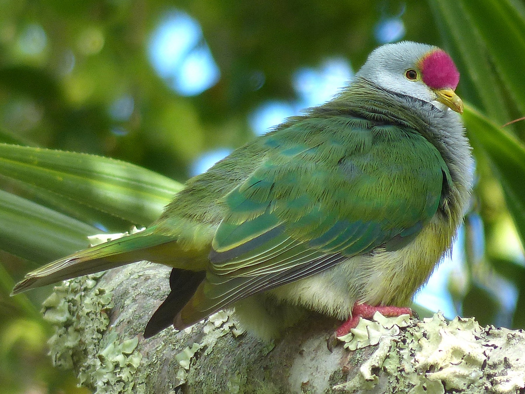 Henderson Island Fruit-Dove - eBird