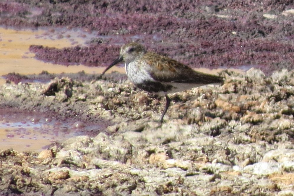 eBird Checklist - 26 Apr 2021 - Kramer Junction sewage ponds - 18 species