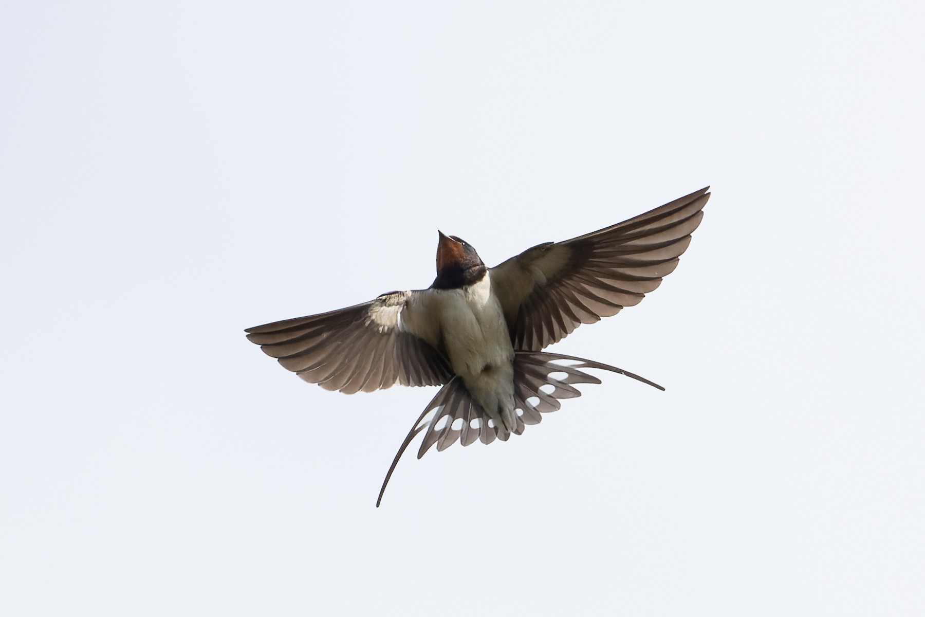 Barn Swallow (White-bellied) - eBird