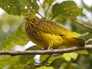 Golden Dove - eBird