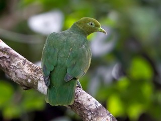 Golden Dove - eBird
