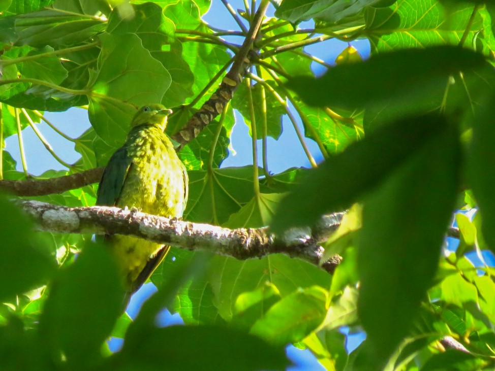 Golden Dove - eBird