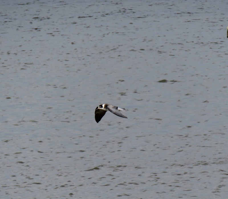 eBird Checklist - 2 Sep 2016 - GTM NERR--Trailhead and Dam - 16 species