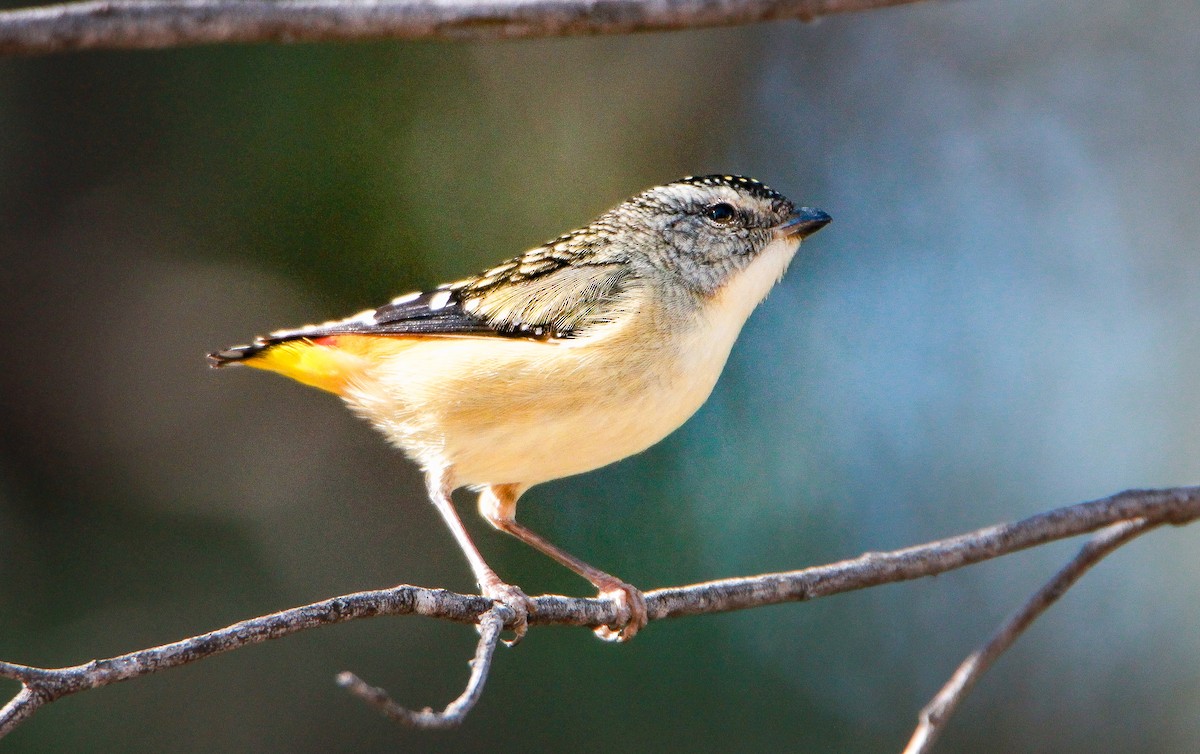 eBird Australia Checklist - 16 May 2021 - SSAA Property, Captains Mt ...