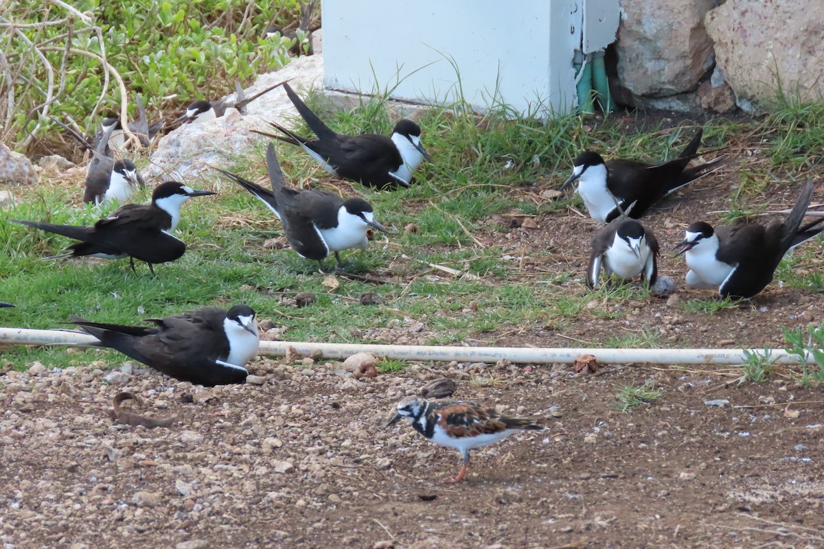 eBird Checklist - 10 May 2021 - Isla Mujeres MIA Reef Resort - 5 species