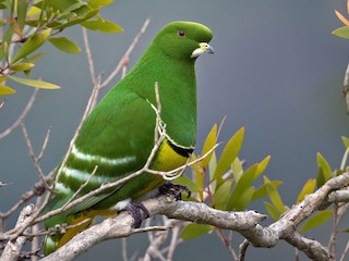 Cloven-feathered Dove - Ptilinopus holosericea - Birds of the World