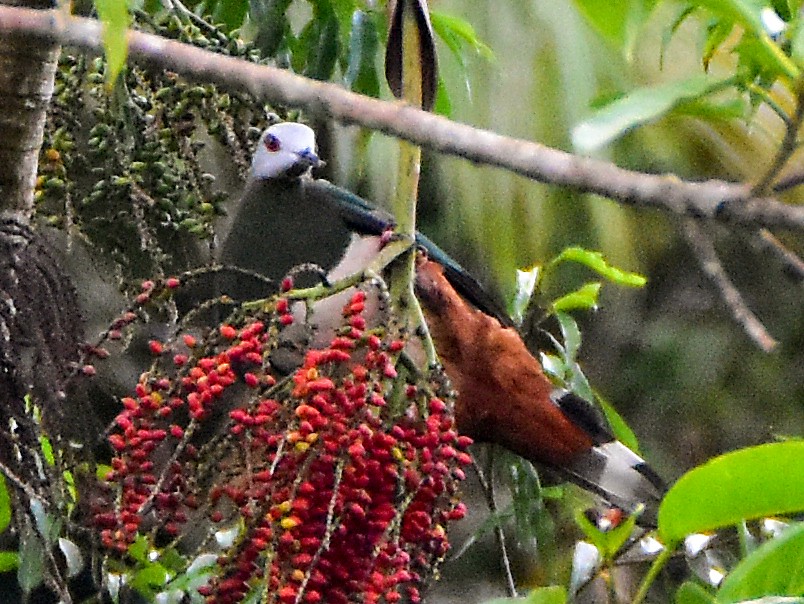 Pink-bellied Imperial-Pigeon - eBird