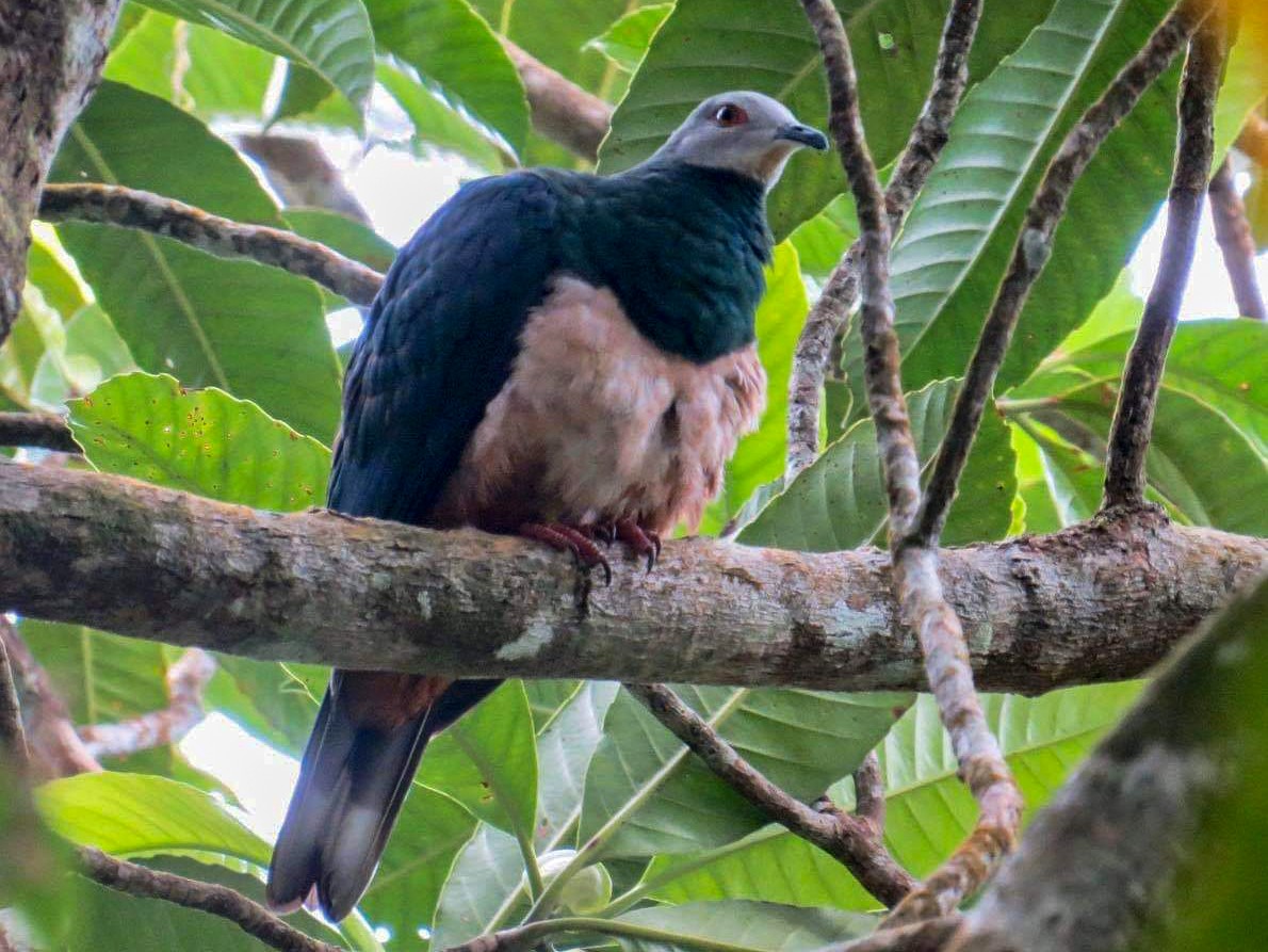 Pink-bellied Imperial-Pigeon - eBird