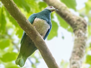 Pink-bellied Imperial-Pigeon - eBird