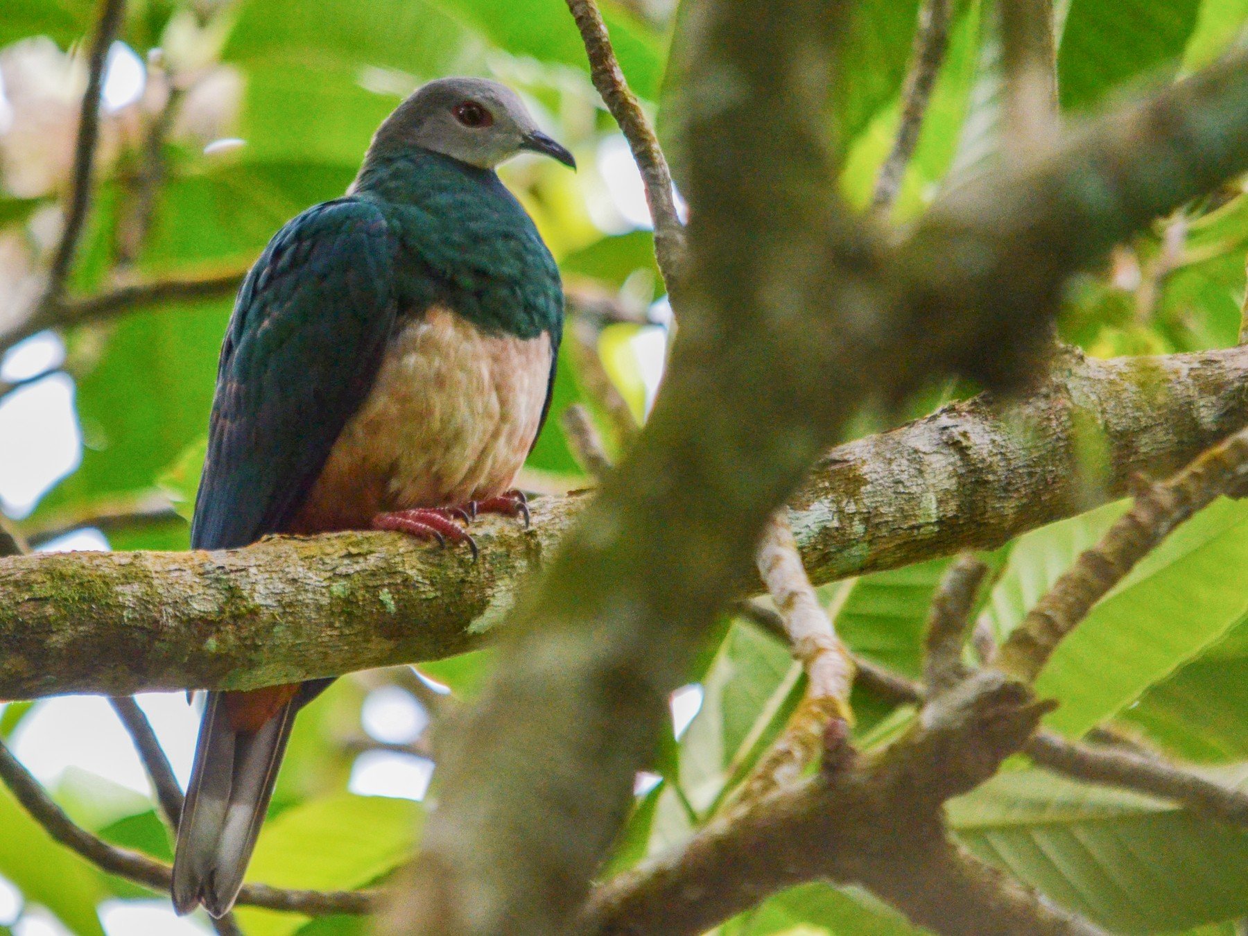 Pink-bellied Imperial-Pigeon - eBird