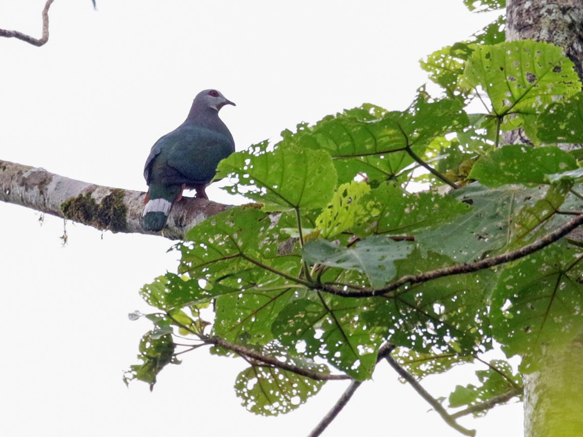 Pink-bellied Imperial-Pigeon - eBird