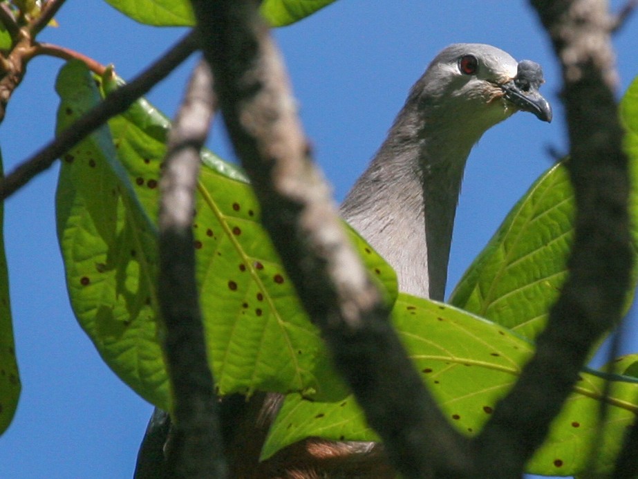 Micronesian Imperial-Pigeon - eBird
