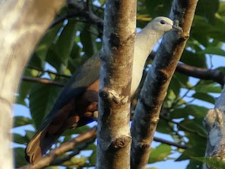 Micronesian Imperial-Pigeon - eBird