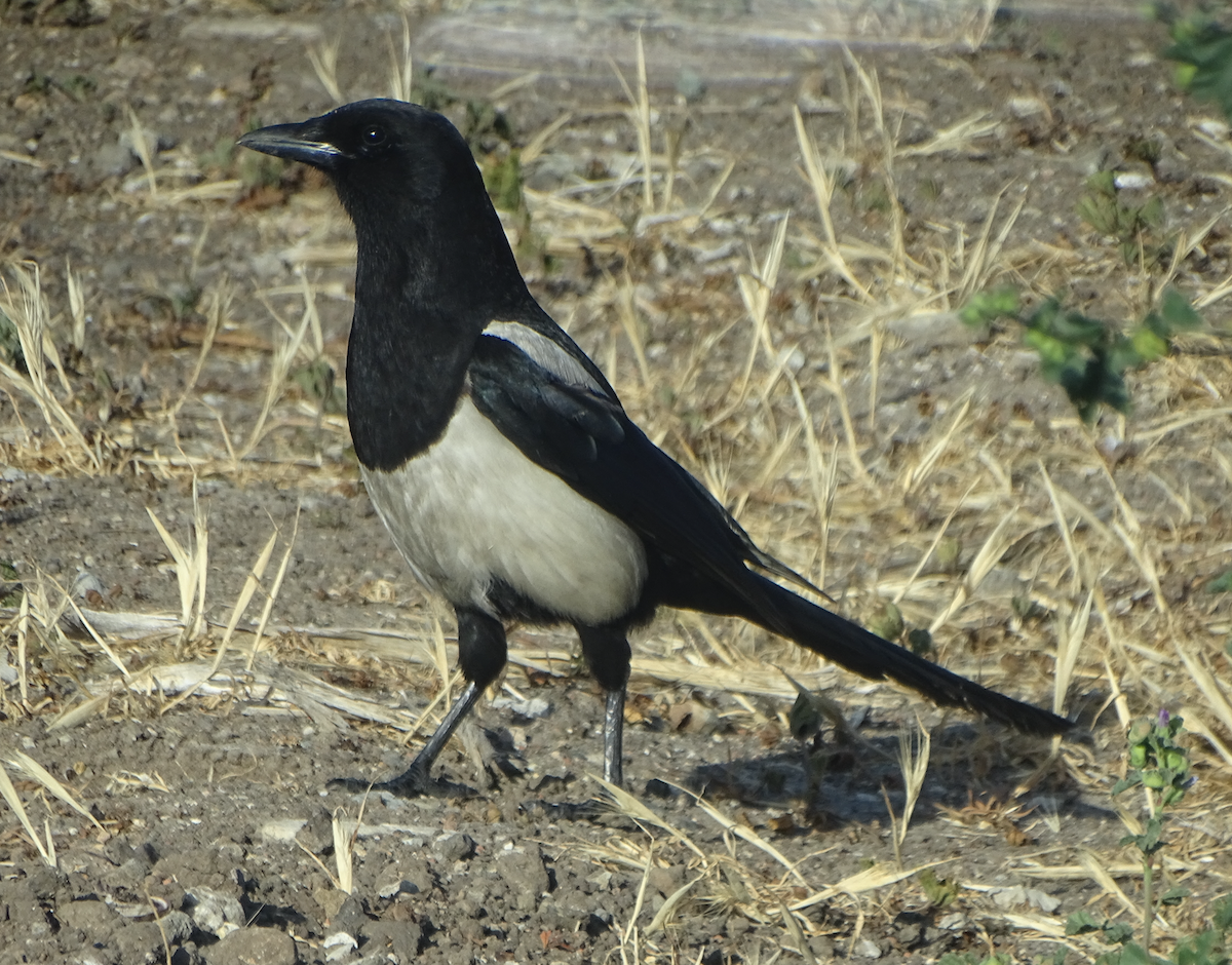 Pica sp. - eBird
