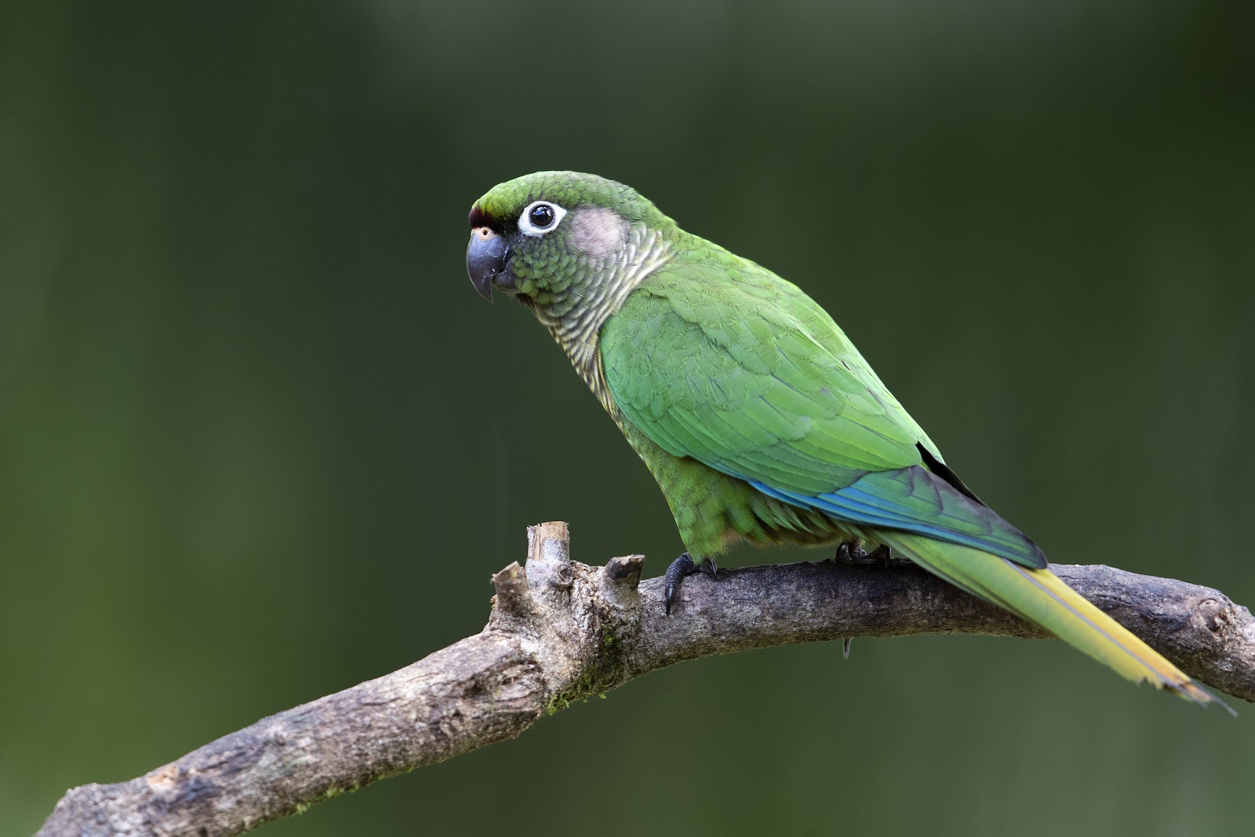 Maroon-bellied Parakeet (Green-tailed) - eBird