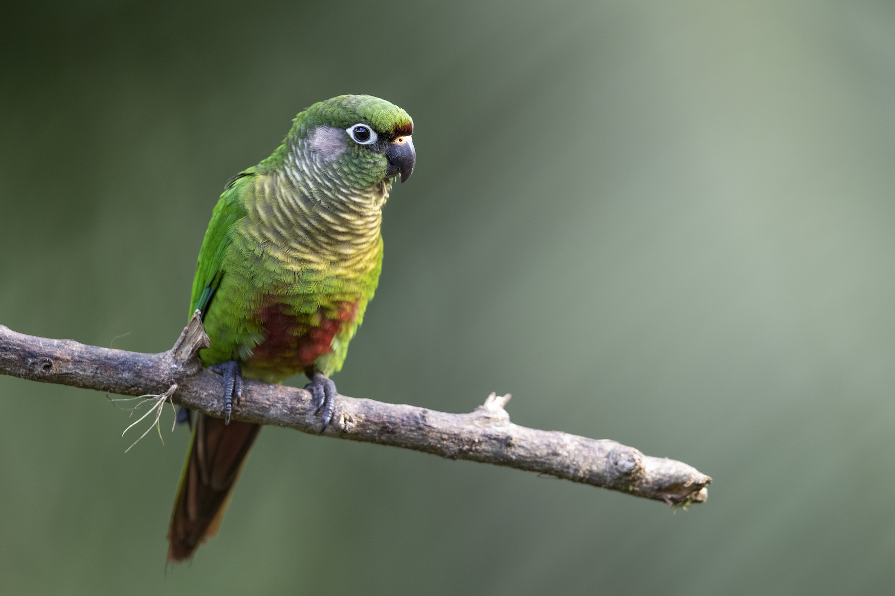 Chiripepé Cabeza Verde (chiripepe) - eBird
