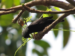 Pale-fronted Nigrita - Nigrita luteifrons - Birds of the World
