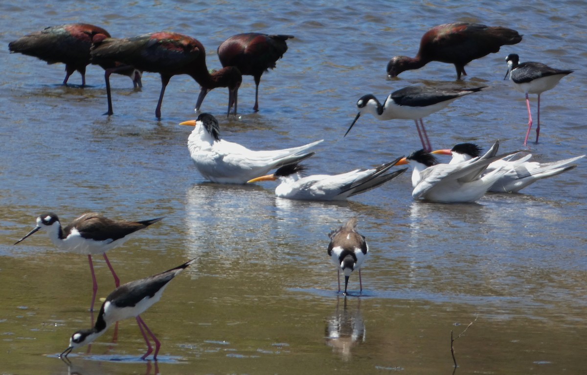 eBird Checklist - 21 May 2021 - Arivaca Lake - 54 species (+1 other taxa)