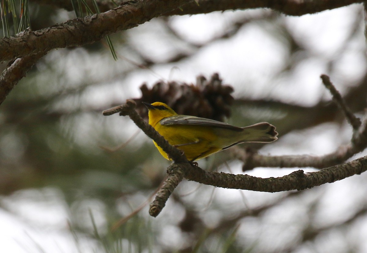 eBird Checklist - 13 May 2021 - Kettle Moraine SF--Emma Carlin Trail ...