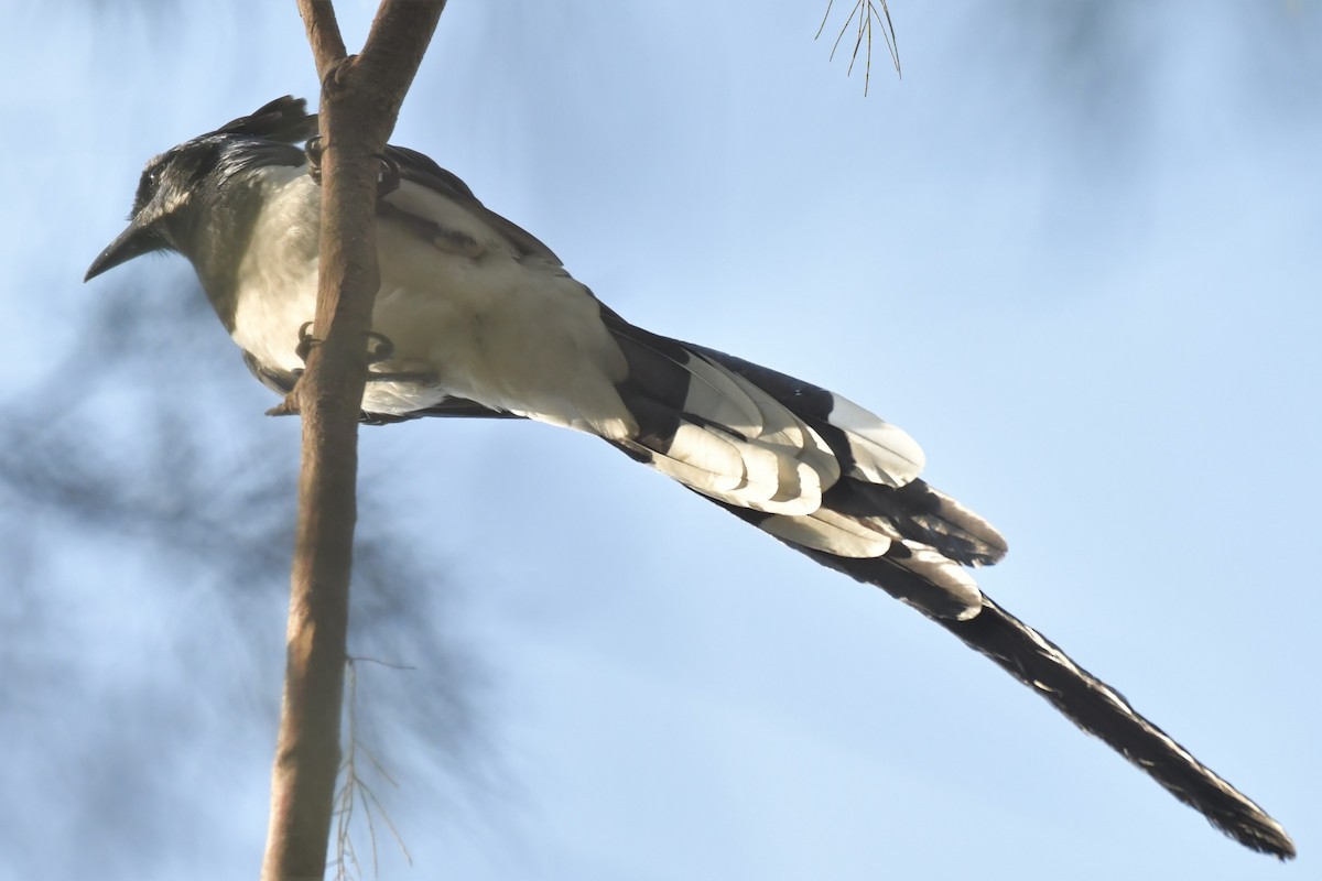 eBird Checklist - 23 May 2021 - Tijuana River Valley--Bird & Butterfly ...